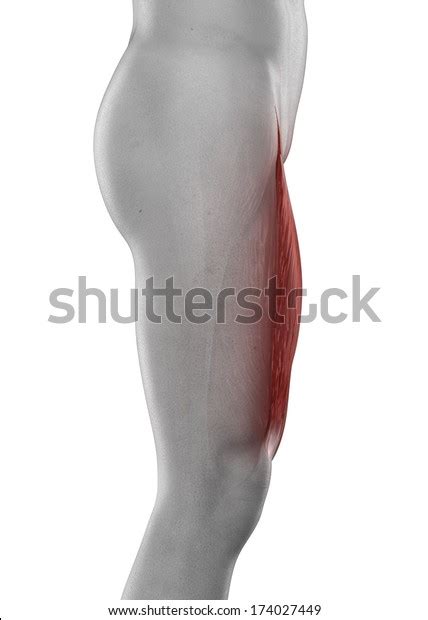 Man Rectus Femoris Anatomy Isolated Shutterstock