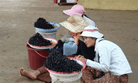 世界十大“恶心”美食 中国上榜四个 用实力证明中国人啥都敢吃