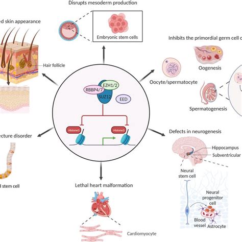 Pdf Epigenetic Regulation Of Embryonic Ectoderm Development In Stem