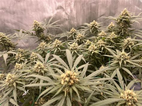 Nitrogen Toxicity Rnotillgrowery