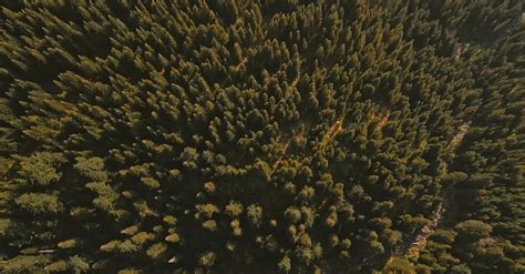 Pine Trees Filmed From Above Free Stock Video Footage Royalty Free 4k And Hd Video Clip