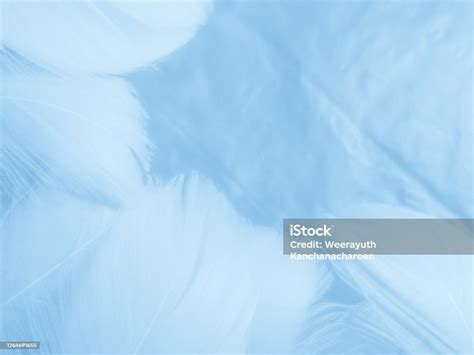 흰색 배경에 아름다운 추상적 인 흰색과 파란색 깃털과 파란색 패턴과 파란색 배경 깃털 배경 파란색 배너에 부드러운 흰색 깃털 질감 그런지 이미지 기법에 대한 스톡 사진 및