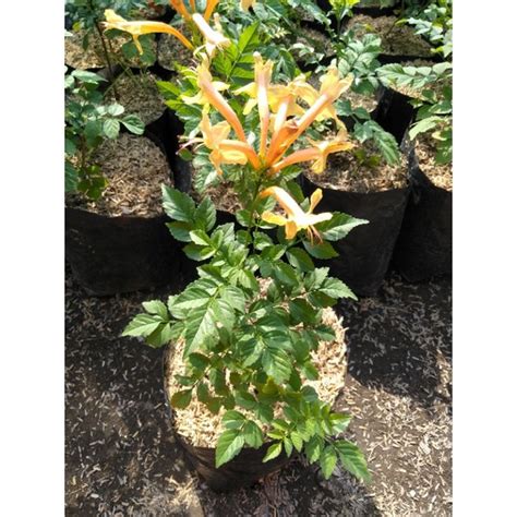 Jual Bunga Teko Maria Tanaman Hias Bunga Hidup Shopee Indonesia