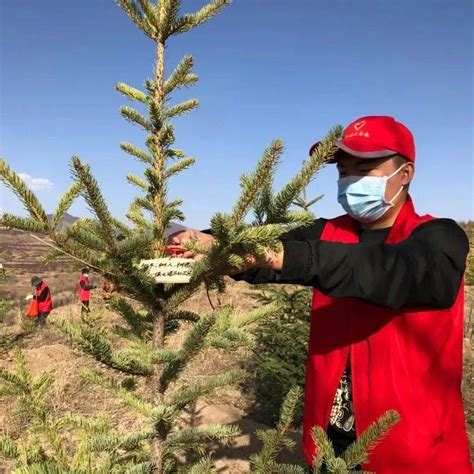静木耕耘终成蔚蔚芳林团县委开展消费添新绿厦隆共建公益生态林植树活动 隆德县 发展 树苗