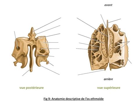 Diagramme De Fig 9 Os Ethmoïde Quizlet