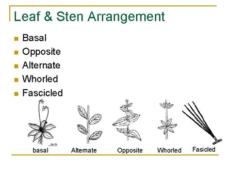 Leaf Characteristics What You Need To Know To