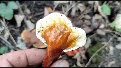 Ganoderma Lucidum Recoltare Depozitare Beneficii La Ce E Bun Pliculețul De Silica Gel Youtube