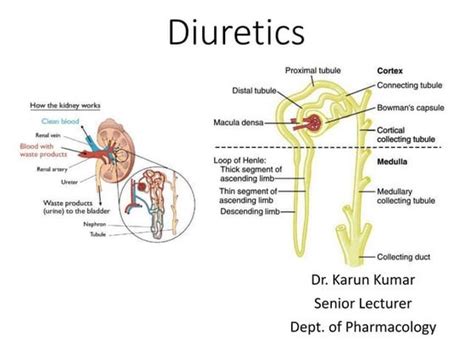 Diuretics Pharmacology Pptx Pharmaceutical Drugs Medical Health