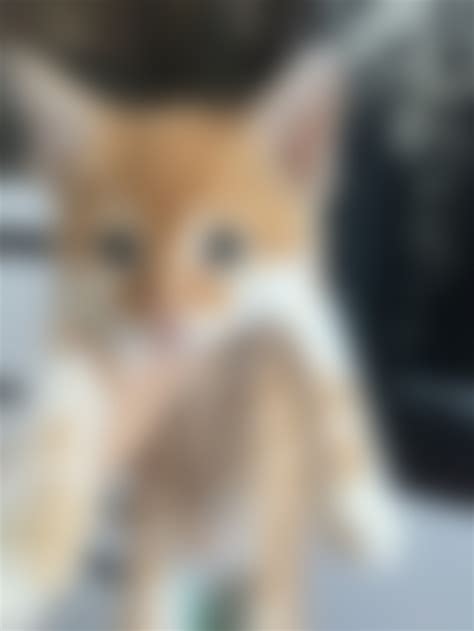 Отдам котёнка в добрые руки Милый ласковый и очень игривый котик ищет любящих хозяев Кушает