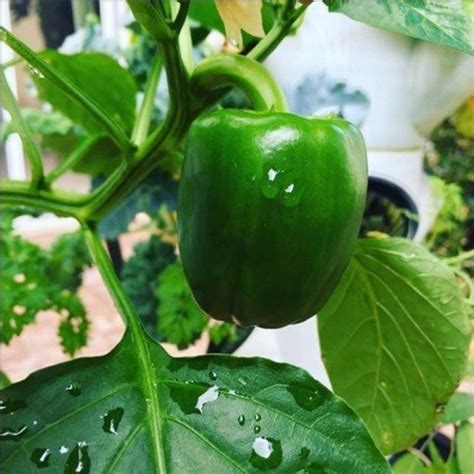 3d Printable Modular Hydroponic System By Alex Rodriguez