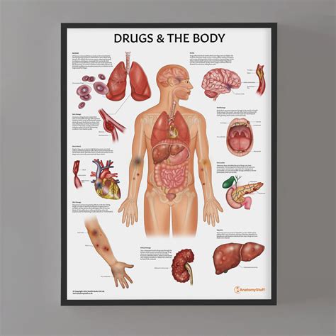 Effects Of Drugs On The Human Body Poster Drug Awareness Chart