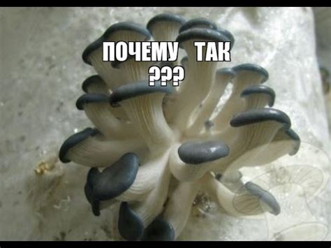 #Вешенки. Маленькая шляпка, толстая ножка вешенки - YouTube