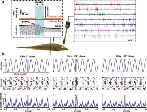 Neuropixels Probes Were Used To Record Extracellular Activities Of Ell