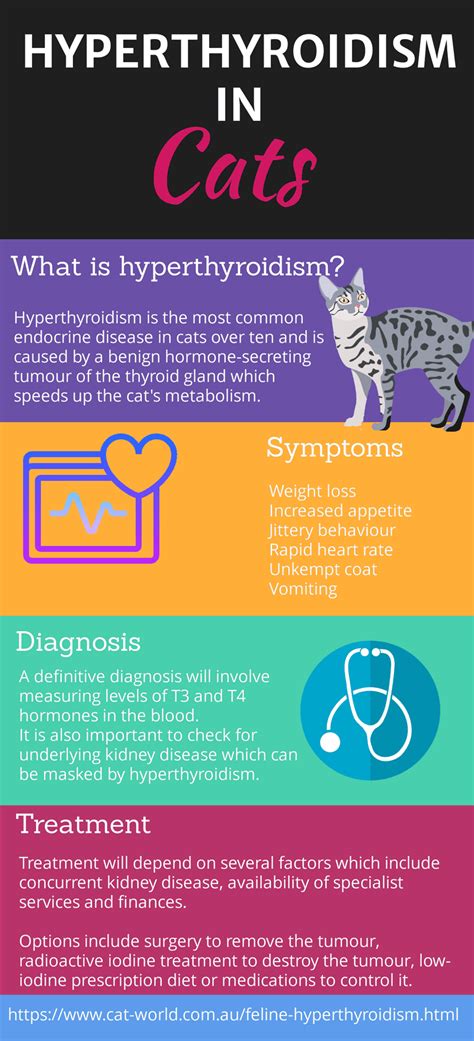 Cat Infographics Cat World