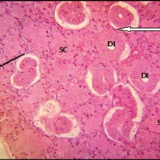 Section Of The Parotid Gland Showing Serous Cells Sc Gland Capsule
