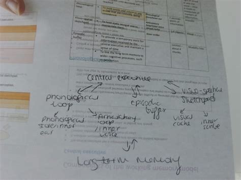 Memory Flashcards Quizlet