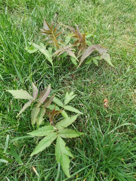 Help With Identifying Which Tree Is Creating These Root Suckers BBC Gardeners World Magazine