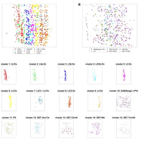 Fig S14 Cell And Layer Segmentation In The Visual Cortex A Dapi