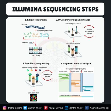 Illumina Sequencing Comprehensive Guide To Principles Process Advantages And Applications