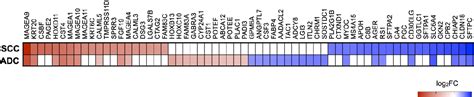 Figure 2 From Molecular Signature Of Subtypes Of Non Small Cell Lung Cancer By Large Scale