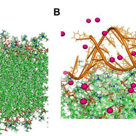 The Number Of Contacts Between Sirna Cholesterol Conjugate System Lipid Download Scientific