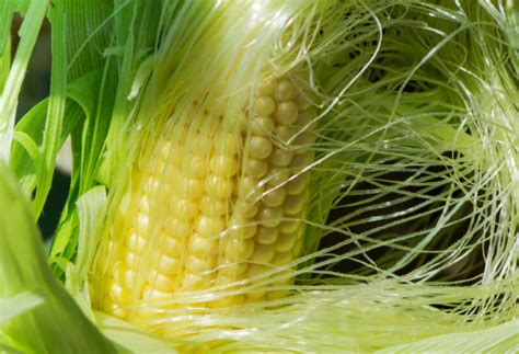 Medicinal Value Of Corn Silk Scigroundbio