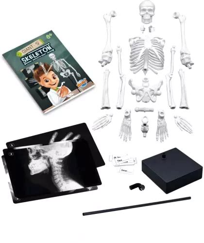 Schelet 45 Cm Bmbv405101089 Celro