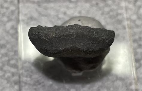 Pennsylvanian Permian Crinoids Fossil Id The Fossil Forum