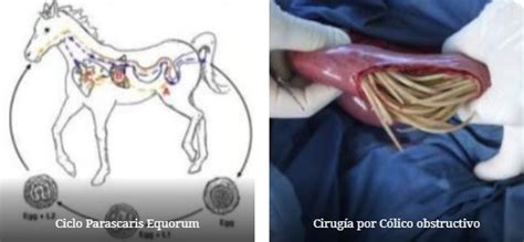 Parásitos En Los Equinos Equisens