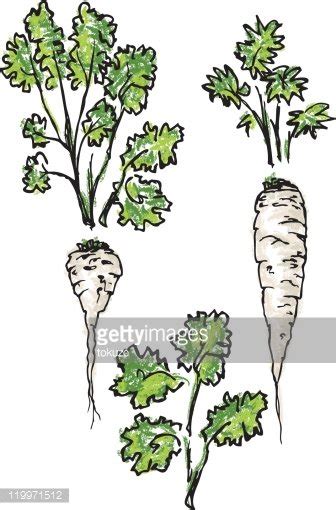 Parsley Parsnip Root And Leaves Stock Clipart Royalty Free Freeimages