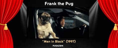 Famous Pugs In Films And Movies Iconic Roles And Cameos
