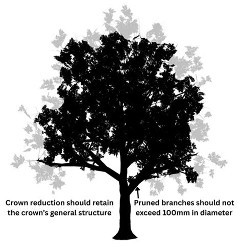 Crown Reduction Services Healthy And Beautiful Trees Treemend