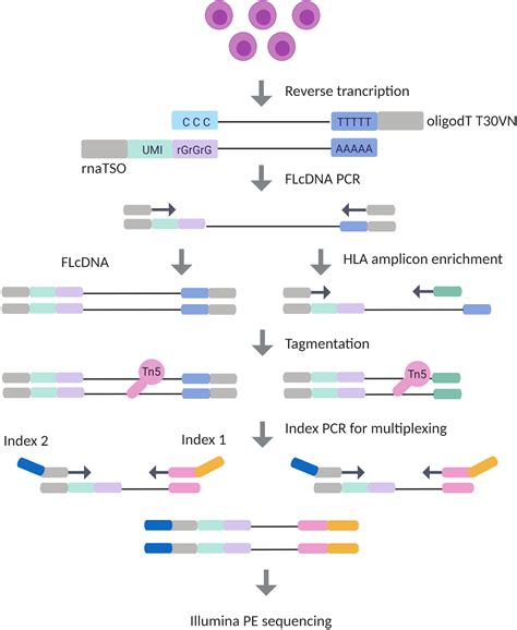 rna sequencing icon