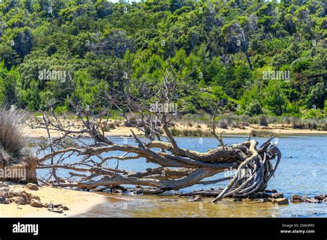 Dry Huge Tree Roots On A Sandy Beach On The Island Of Rab Croatia Stock Photo Alamy