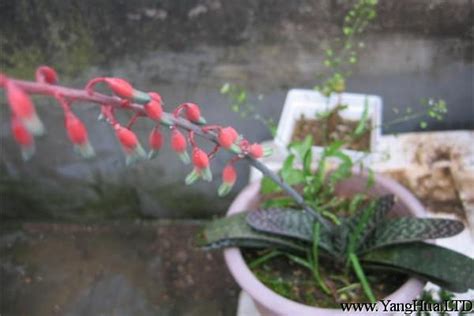 子寶會開花嗎 養花網
