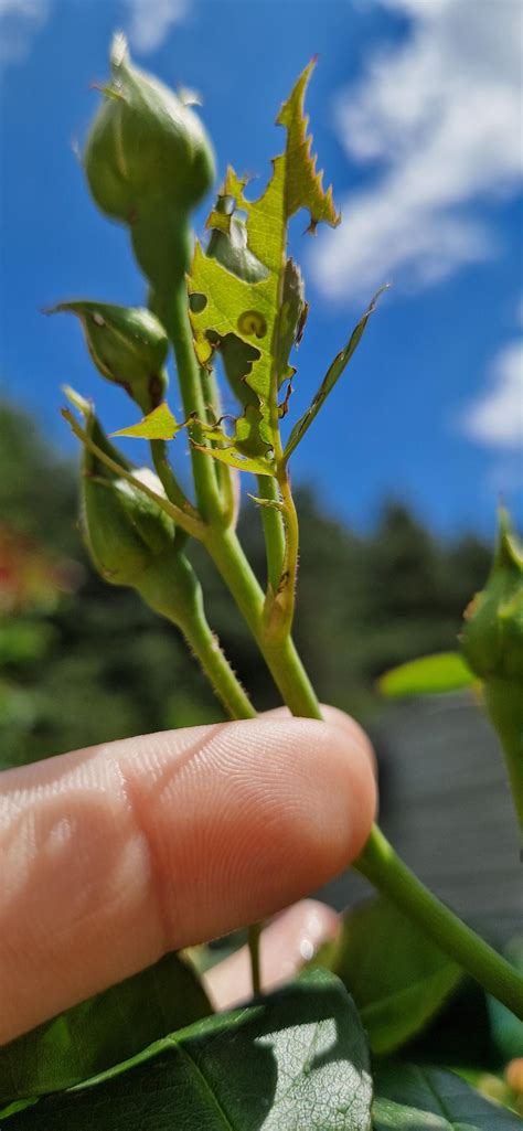 What Is This Smol Bug R Whatsthisbug