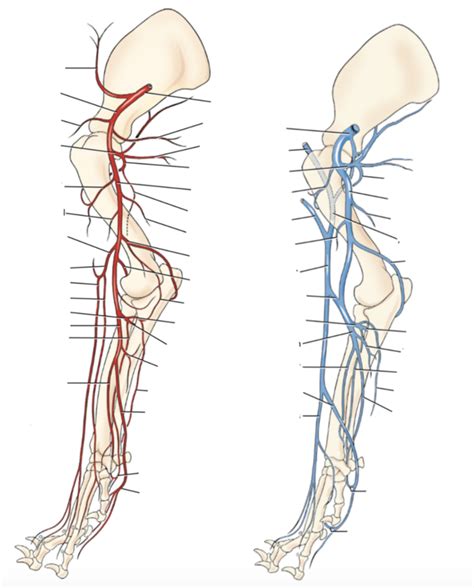 Diagram Of Forelimb Joints Quizlet