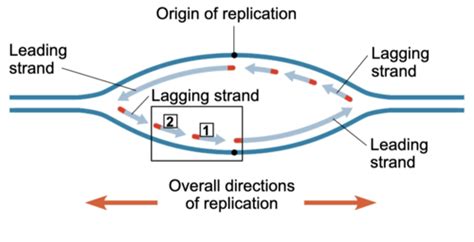 bio replication flashcards quizlet