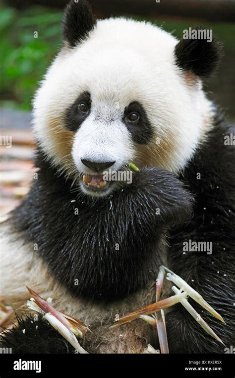 Panda Bear Or Giant Panda Ailuropoda Melanoleuca Eats Bamboo Shoots