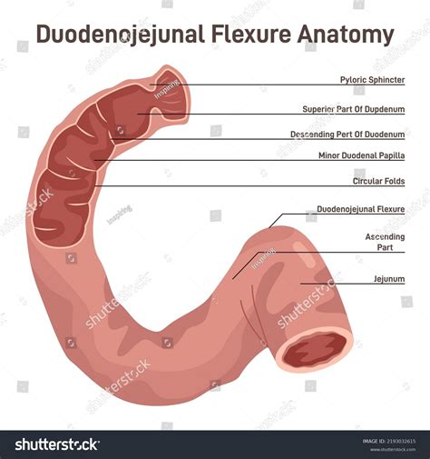 Duodenum Anatomy Intestine Connecting Stomach Middle Stock Vector