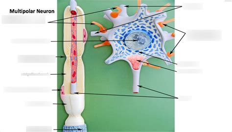 Multipolar Neuron Model Diagram Quizlet