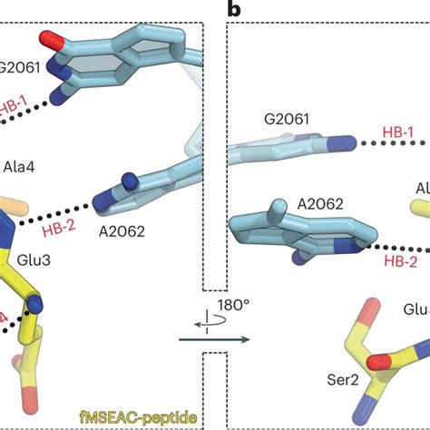 Structure Of The 70s Ribosome In Complex With Fmseac Peptidyl Trna Ab Download Scientific