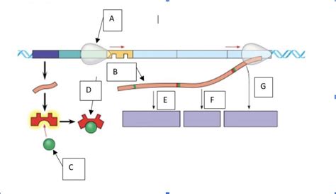 Lac Operon Diagram To Know For Unit 2 Part 1 Diagram Quizlet Lac Operon Diagram To Know For Unit 2 Part 1 Diagram Quizlet