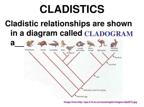 Ppt Cladistics Powerpoint Presentation Id 3316328