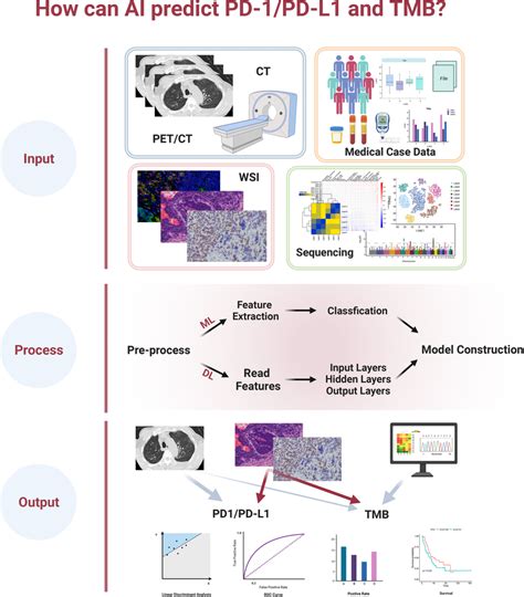 General Process For Ai Based Pd 1pd L1 And Tmb Prediction In The