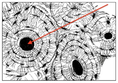 Bio 2 Lab Practical Flashcards Quizlet
