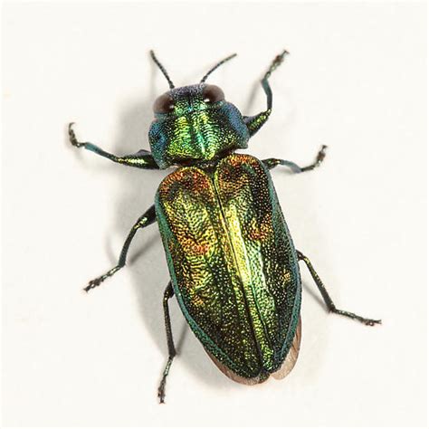 Buprestid Chrysobothris Harrisi Bugguide Net