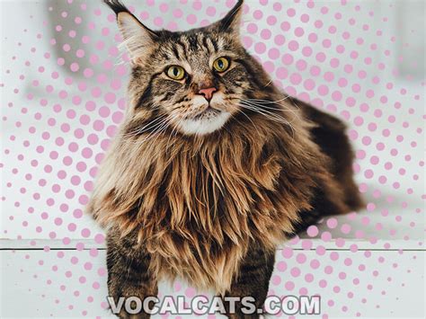 Calico Maine Coon Complete Guide Vocal Cats