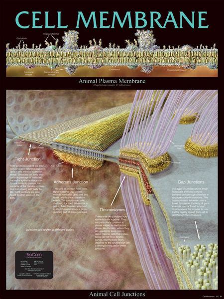 Wall Chart Cell Membrane Biology Products