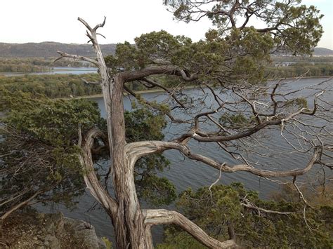 Juniper Tree Learn About Nature